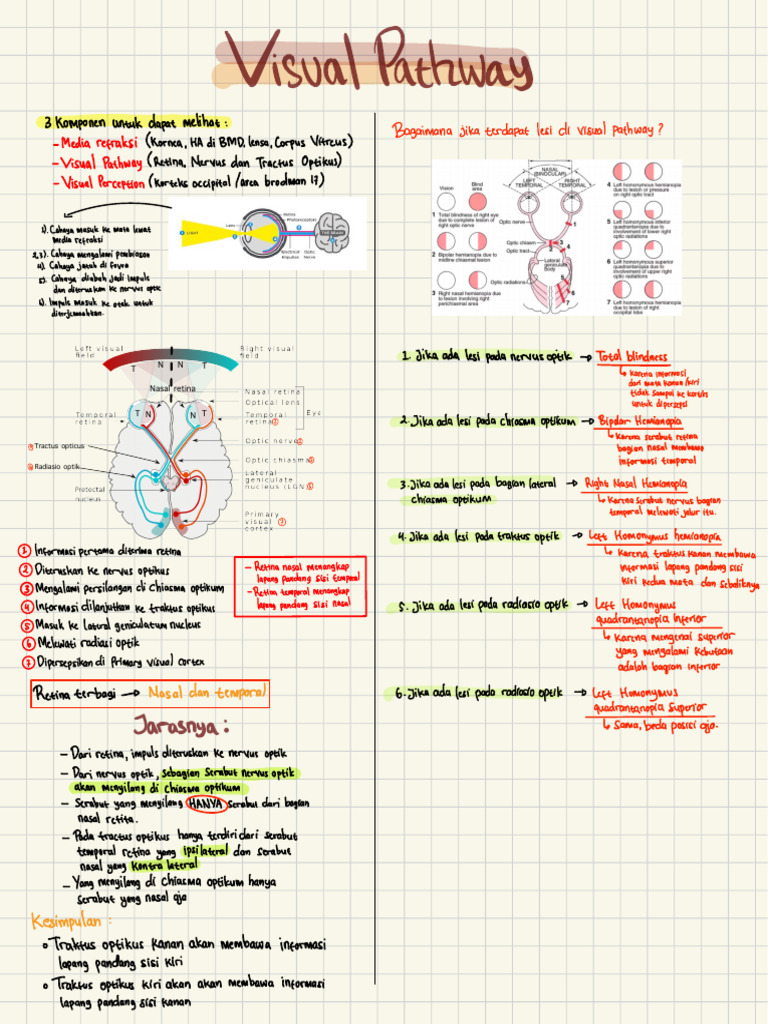 Visual Pathway | PDF