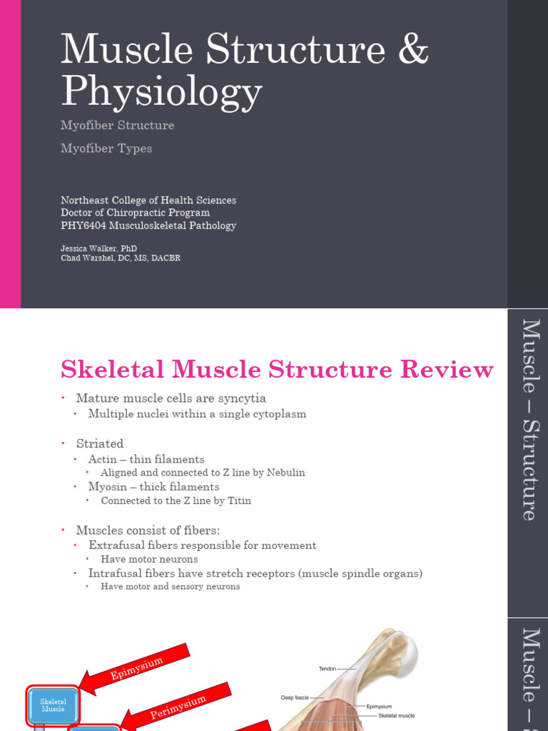 14.1 Muscle Structure and Physiology 2024F | PDF | Muscle Contraction | Skeletal Muscle
