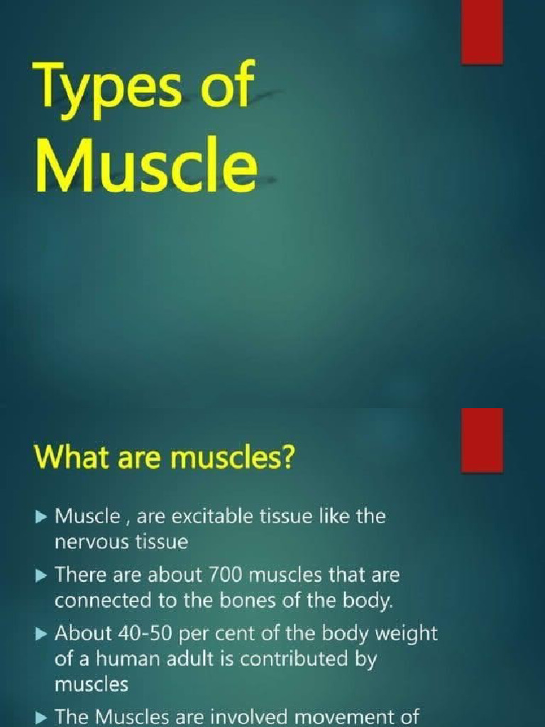 Types and Functions of Muscle | PDF