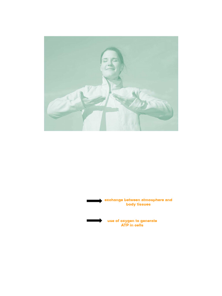 Respiratory System Mod-S2 | PDF | Respiratory System | Breathing