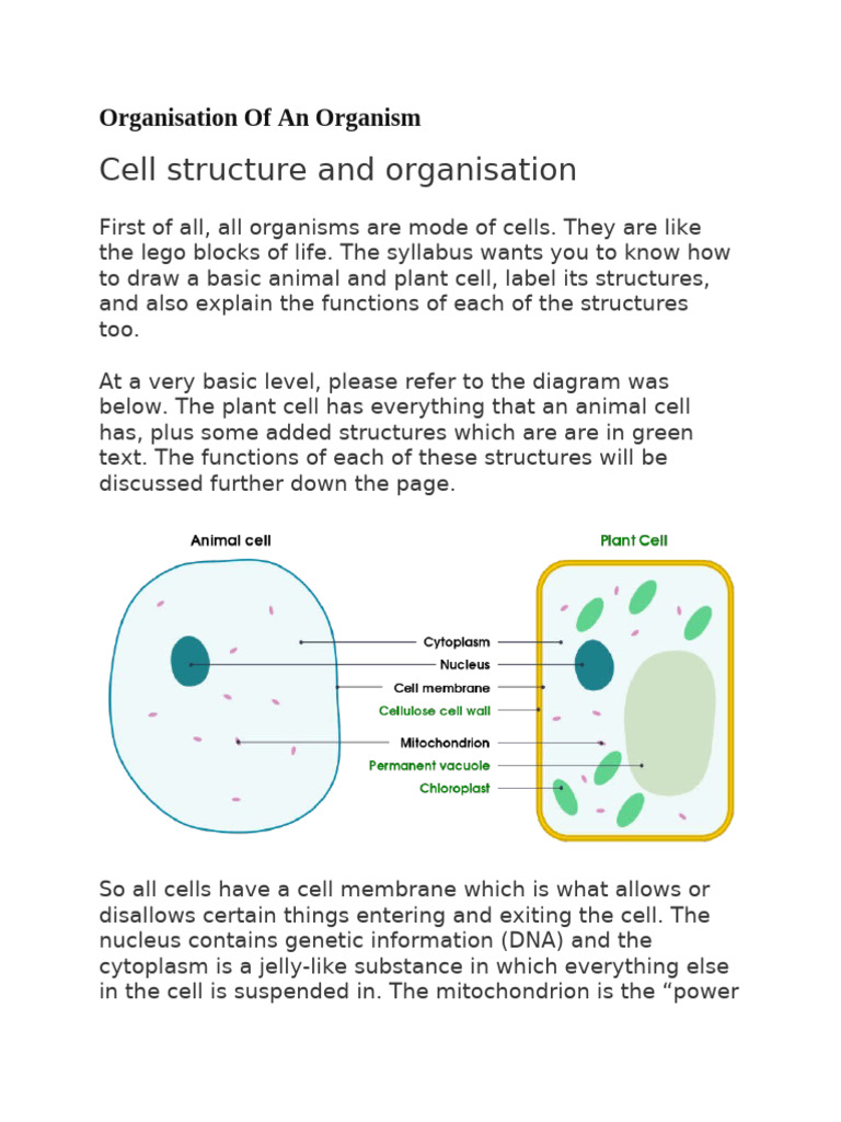 IGCSE Biology Chapter 2 Organisation of The Organisms | PDF | Cell ...