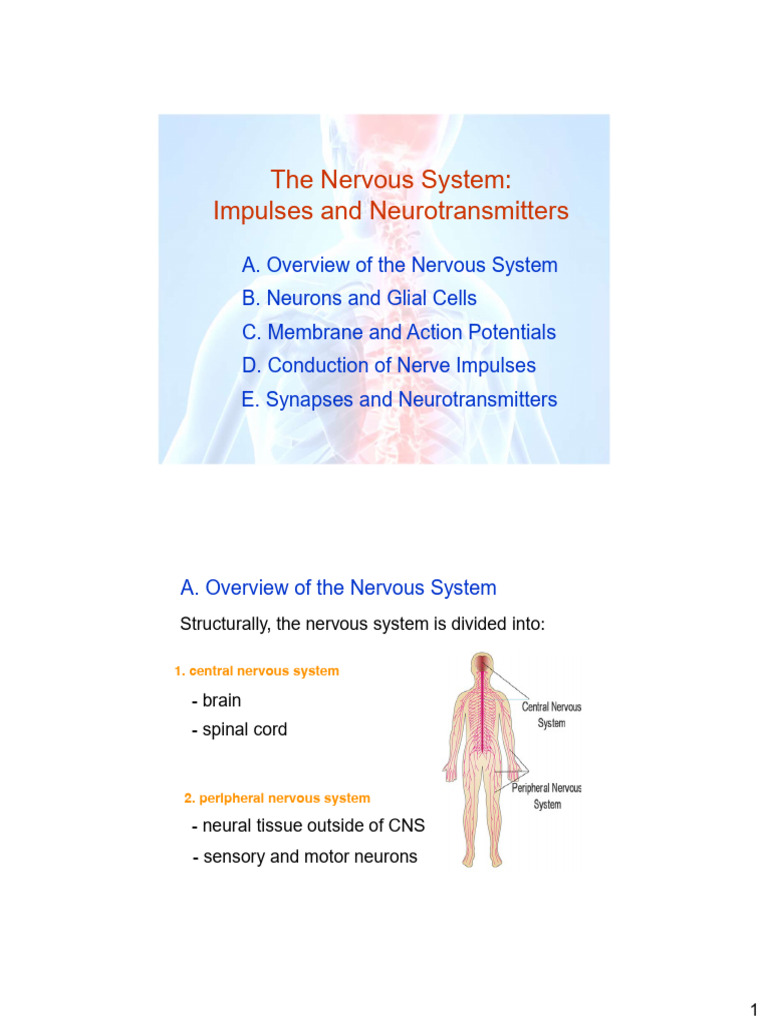5. Nervous system | PDF | Action Potential | Axon