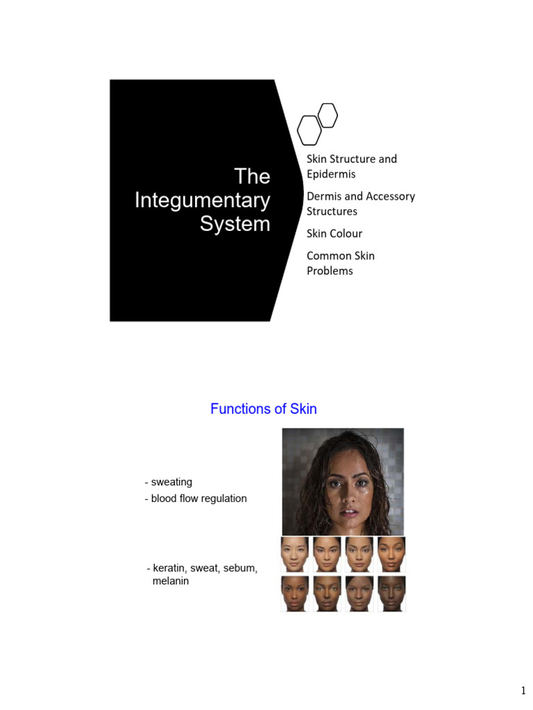 Skin Structure | PDF | Epidermis | Skin