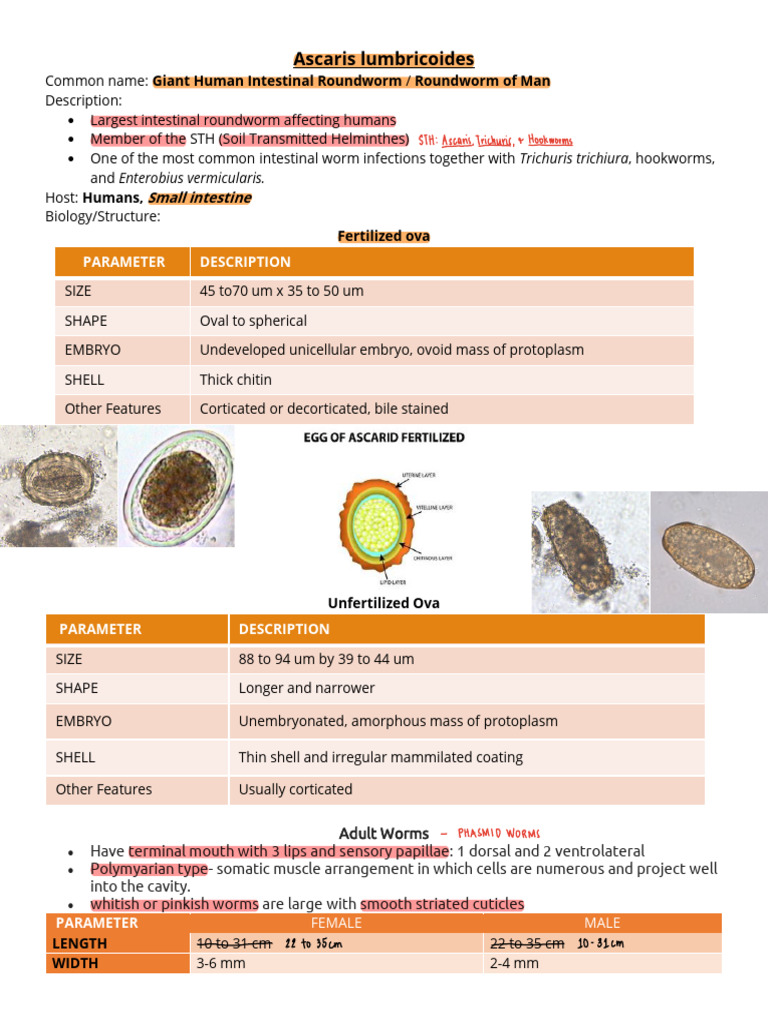 Parasitology - Intestinal Nematodes | PDF | Nematode | Medical Specialties