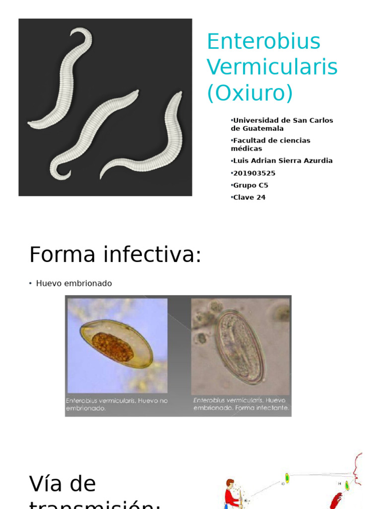 Enterobius Vermicularis | PDF