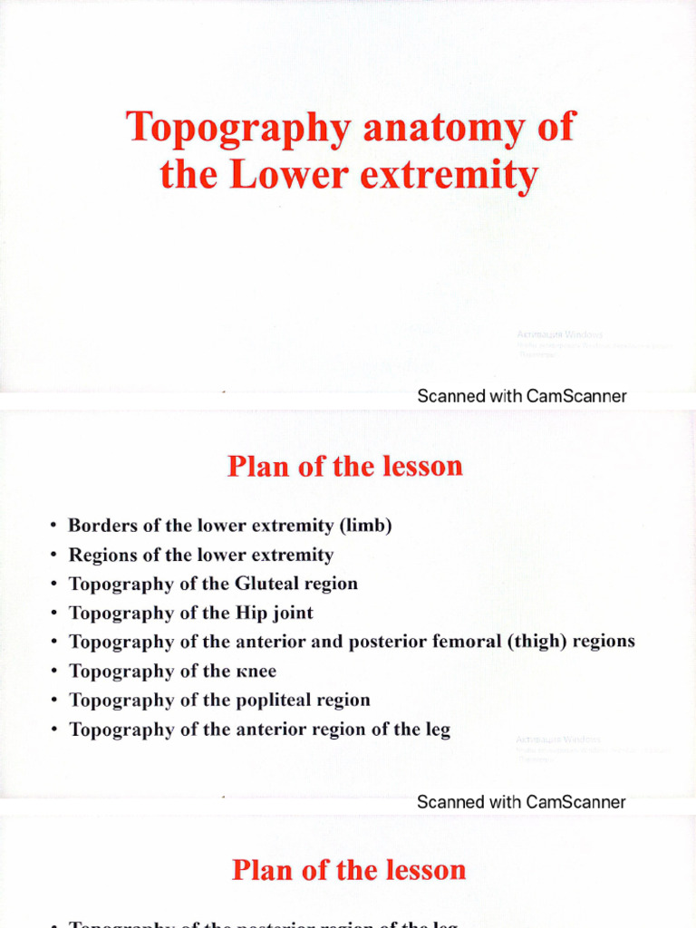 Topographic Anatomy of Lower Limb | PDF