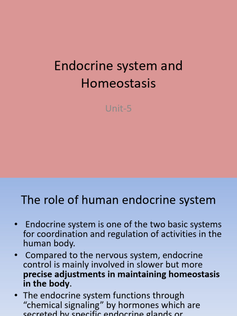 Endocrine System and Homeostasis | PDF | Endocrine System | Pituitary Gland