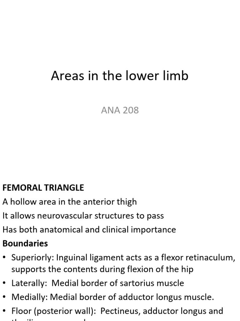 Areas in The Lower Limb | PDF | Human Leg | Knee