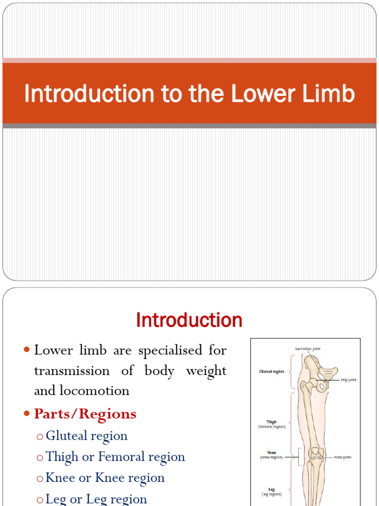 Front & Medial Compartment of Thigh | PDF | Human Leg | Lower Limb Anatomy