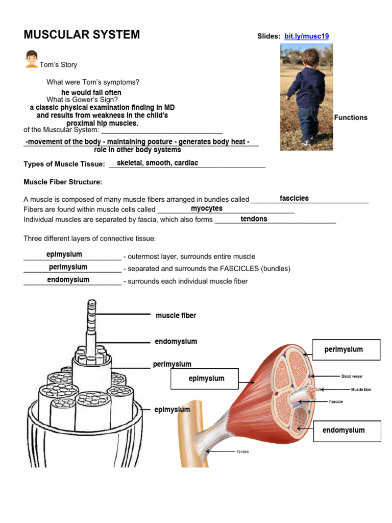 Muscular System Overview & DMD Insights | PDF | Neuromuscular Junction | Skeletal Muscle