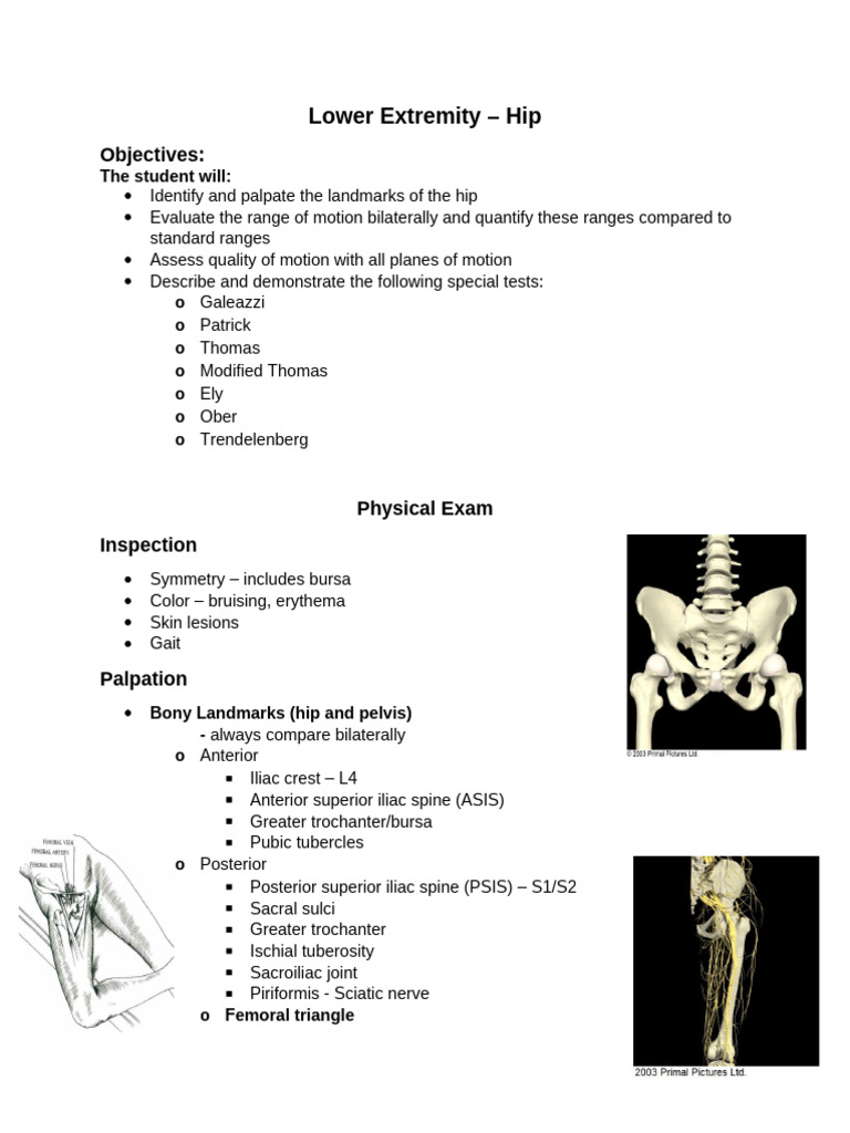 OPP Lab 16 Lower Extremity Hip | PDF | Human Leg | Anatomical Terms Of ...
