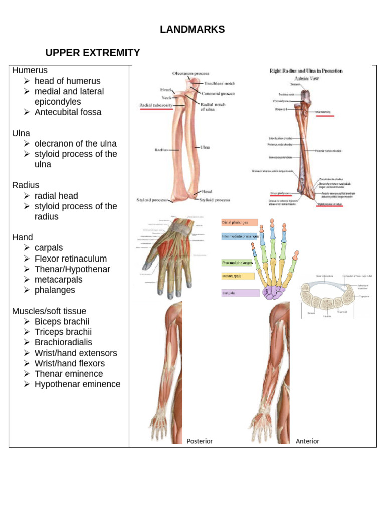 Popliteal Creases in Lower Extremity | PDF | Human Leg | Pelvis