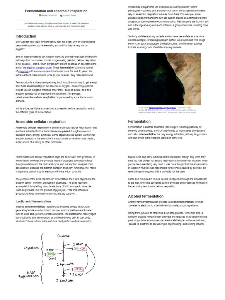 Anaerobic Energy: Fermentation & Respiration | PDF | Cellular ...