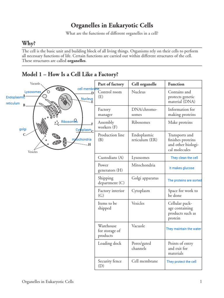 Pogil - 8 Organelles in Eukaryote Cells | PDF | Cell (Biology) | Organelle