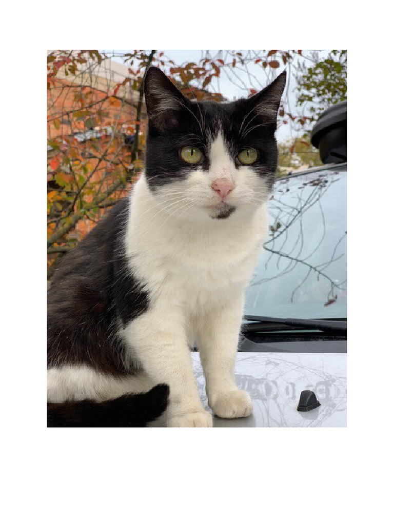 Cats - presentation | PDF