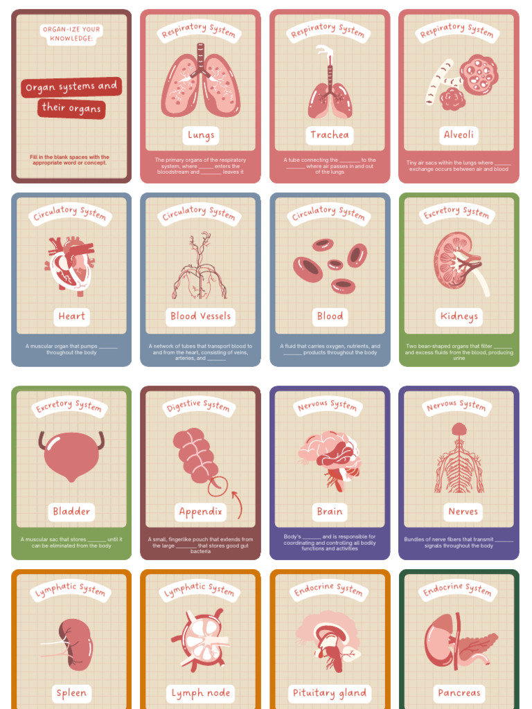 Education Flashcards Skeleton - Science | PDF | Human Body ...