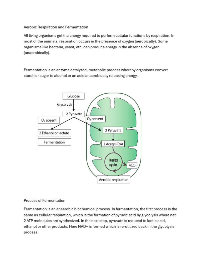 Aerobic Respiration and Fermentation | PDF | Fermentation | Cellular ...