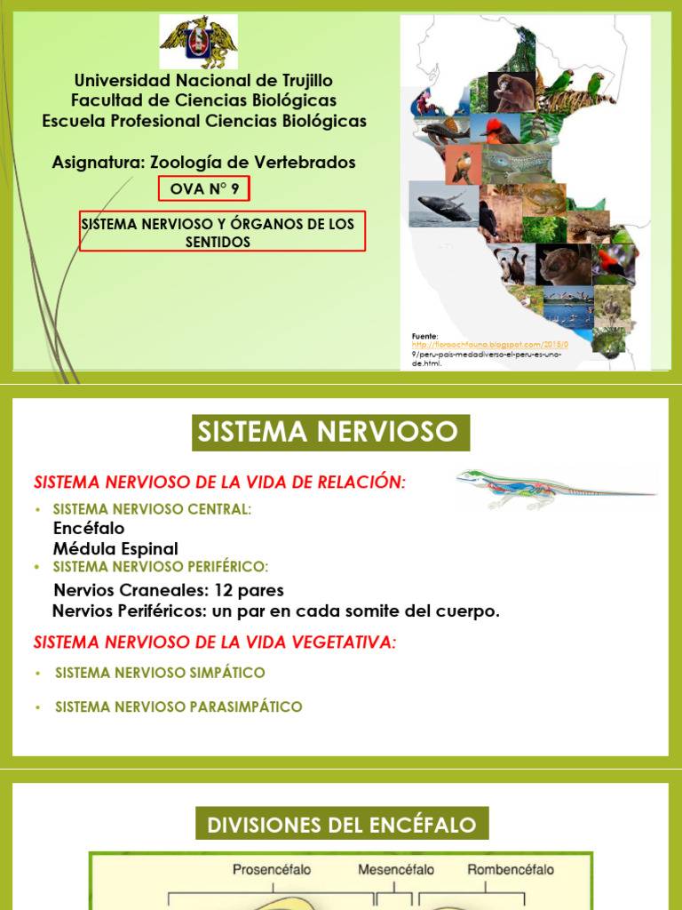 S. Nervioso Reptiles 2024 | PDF | Oído | Sistema nervioso