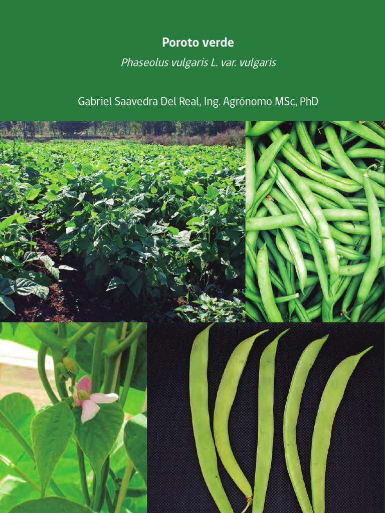 Variedades y Cultivo del Poroto Verde | PDF | Etiqueta de información ...
