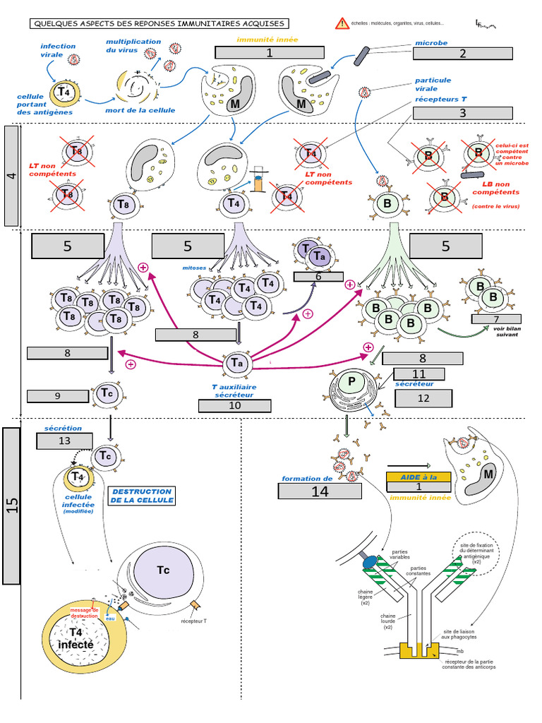 Réponses immunitaires acquises expliquées | PDF | Système immunitaire ...