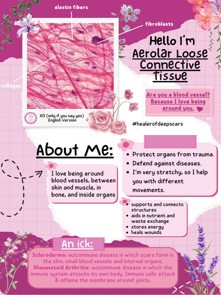 Aerolar Loose Connective Tissue Overview | PDF