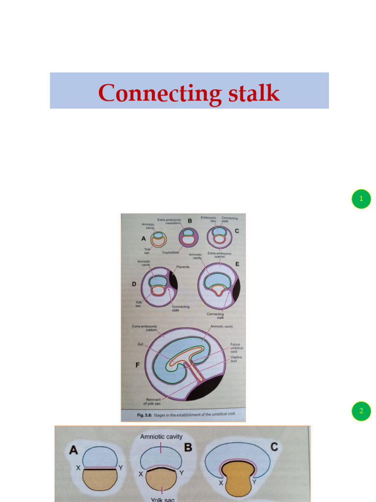 Coonecting Stalks | PDF | Anatomy