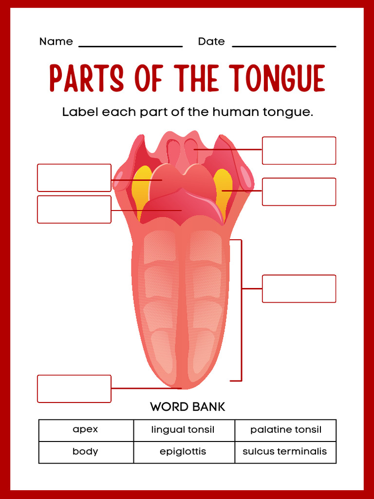 Red and Black Parts of The Tongue Science Worksheet | PDF