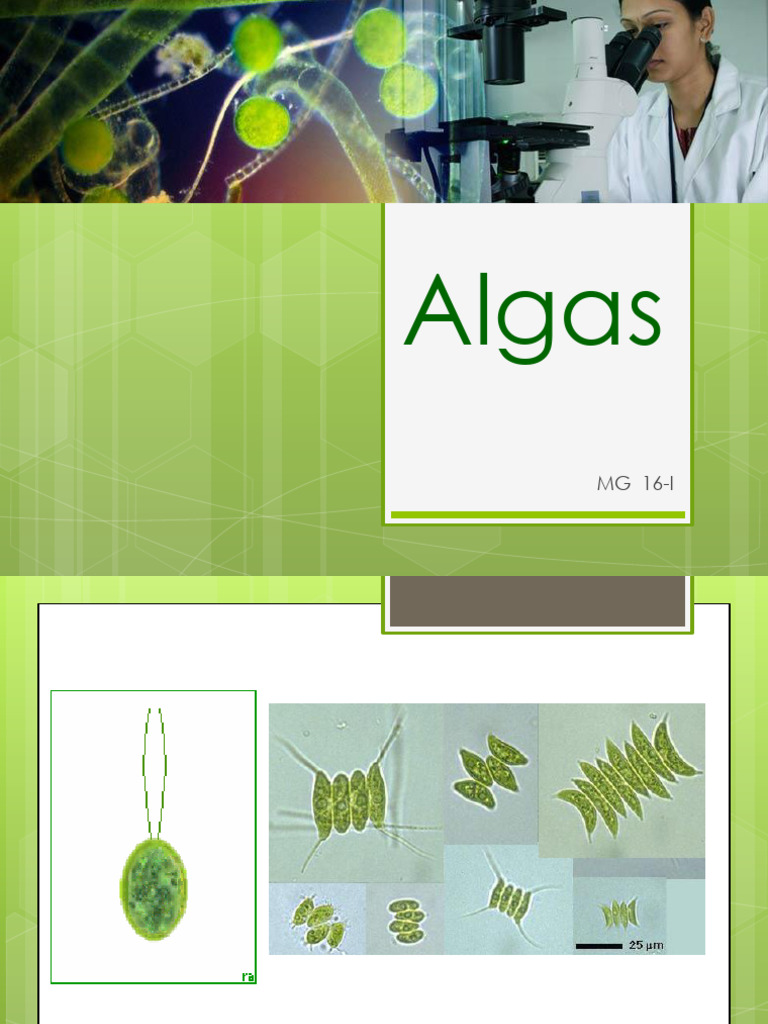 Algas | PDF | Algas | Cloroplasto