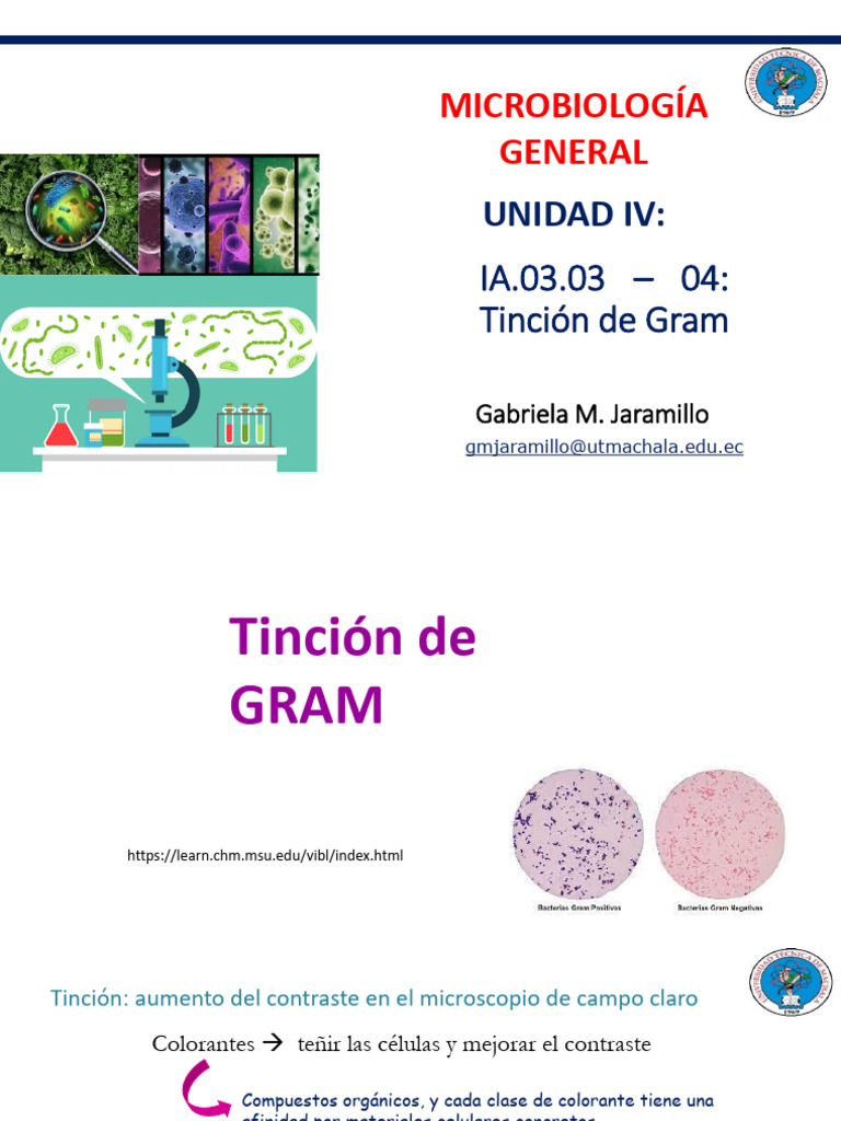 Tinción de Gram | PDF