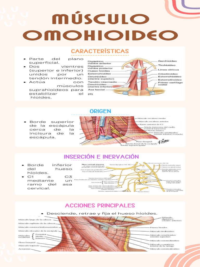 Infografía Músculo Omohioideo | PDF