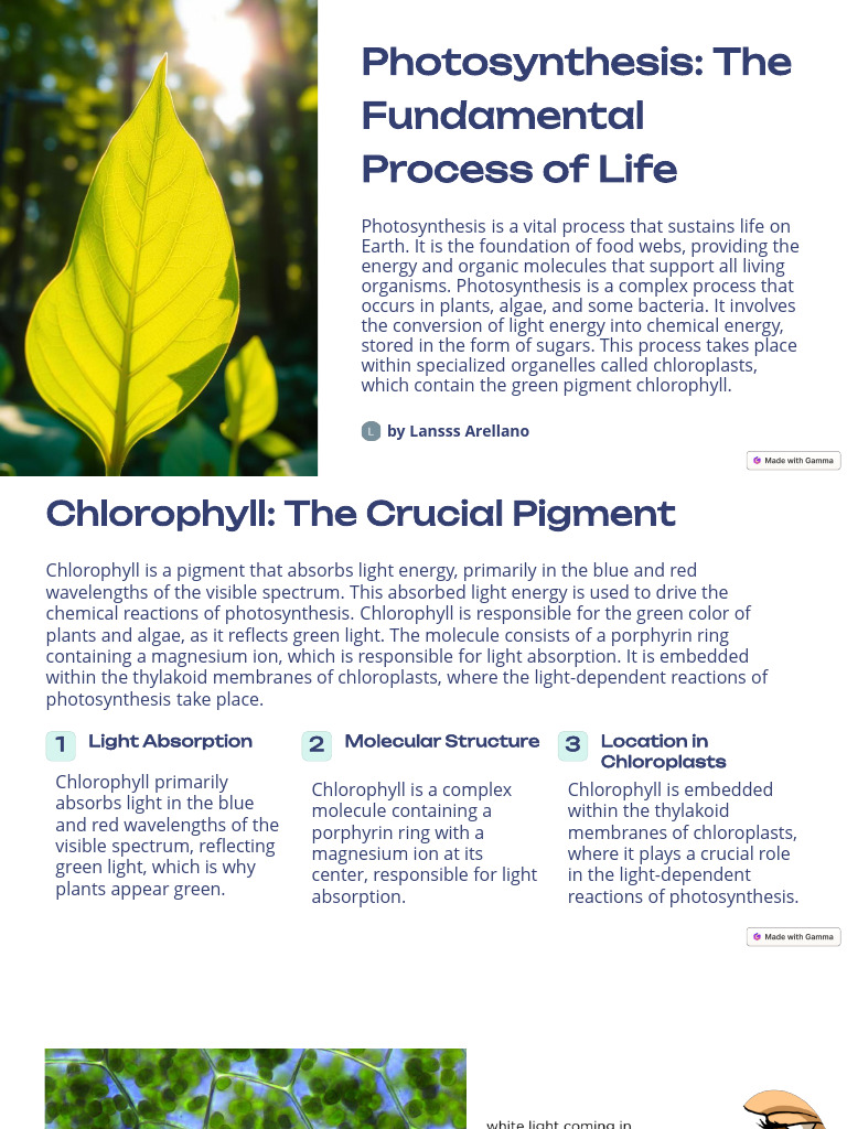 Photosynthesis The Fundamental Process of Life | PDF | Photosynthesis ...