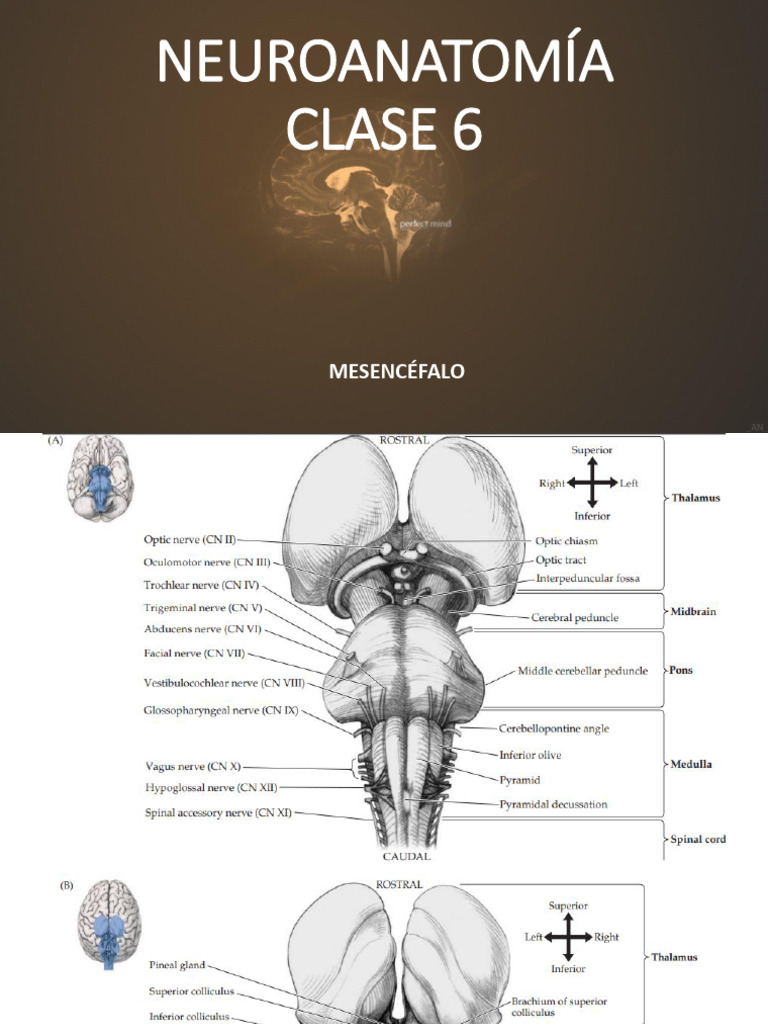 Neuroanatomía Clase 6 - 094037 | PDF | Cerebro | Anatomía humana