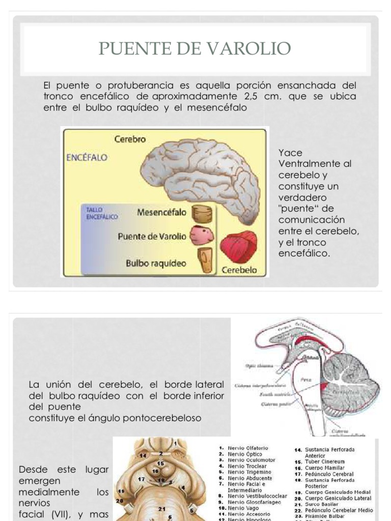 Puente de varolio | Cerebelo | Órgano (anatomía)