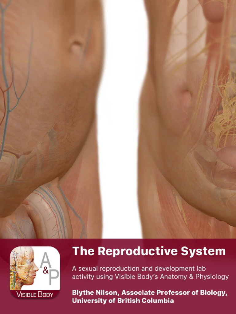 Visible Body LO8 Lab Assignment Repro | PDF | Menstrual Cycle | Female Mammals