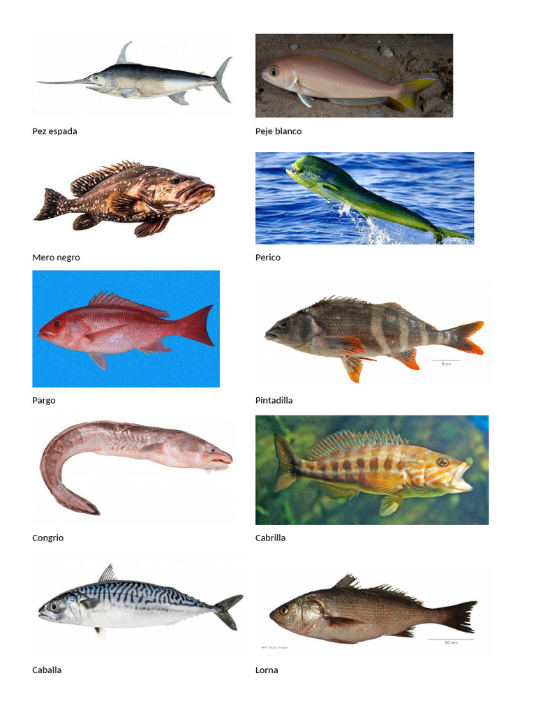 24 Peces Peruanos | PDF