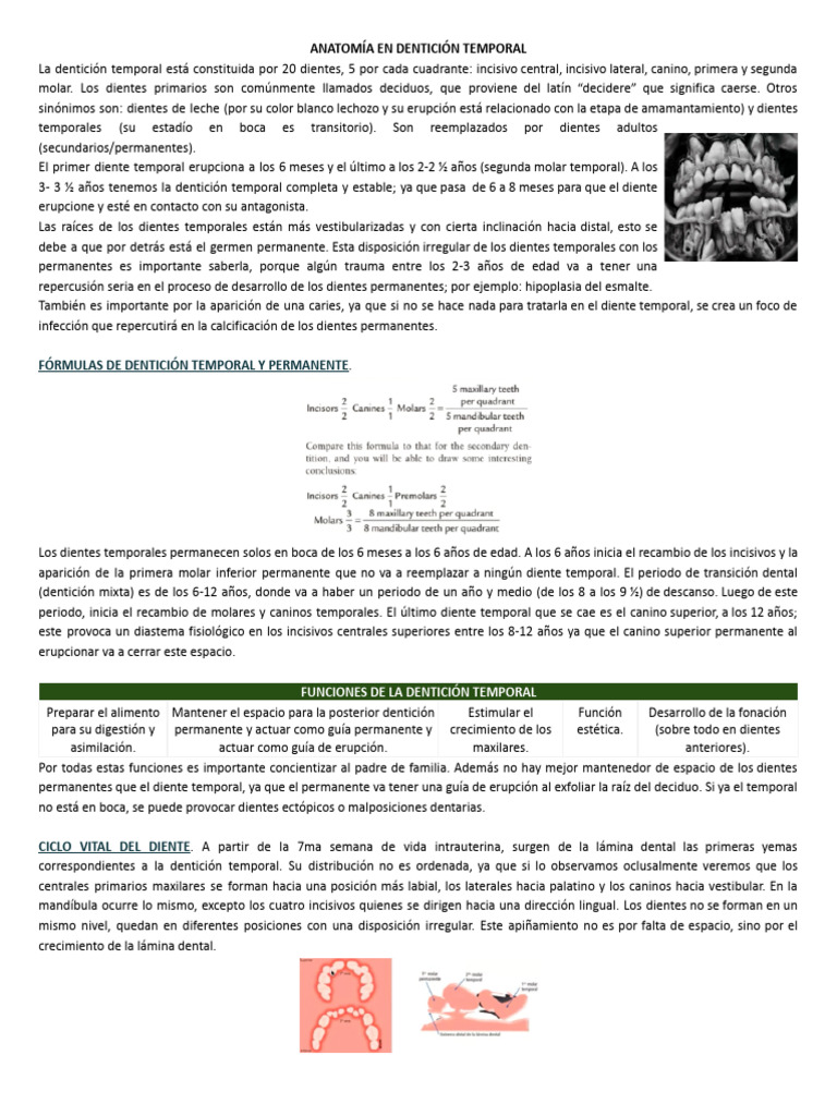 Anatomía en Dentición Temporal - Preclínica de Odontopediatría | PDF ...