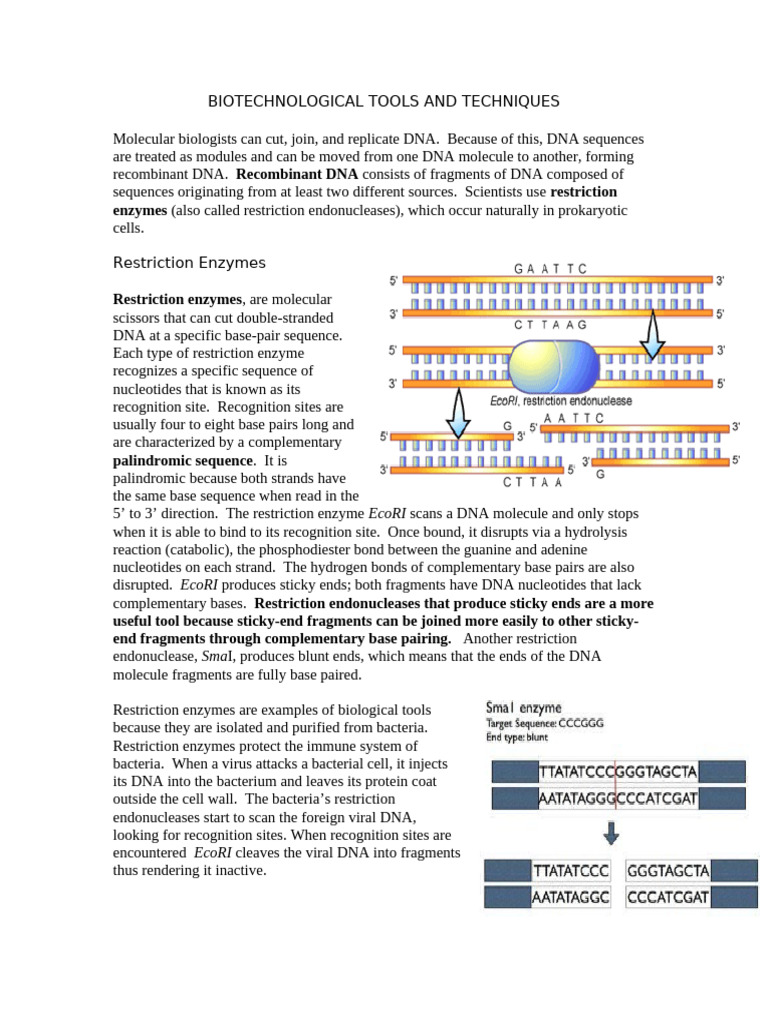 Biotechnological Tools and Techniques N 8 | PDF | Dna | Restriction Enzyme
