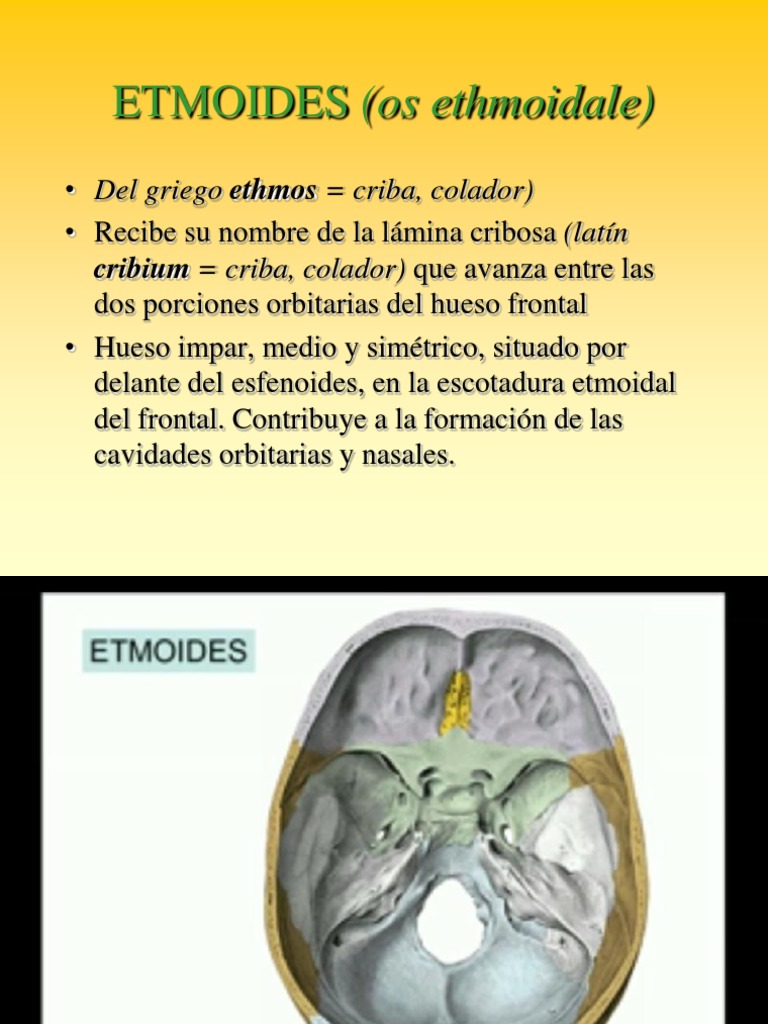 Etmoides | Cabeza y cuello humanos | Sistema esquelético