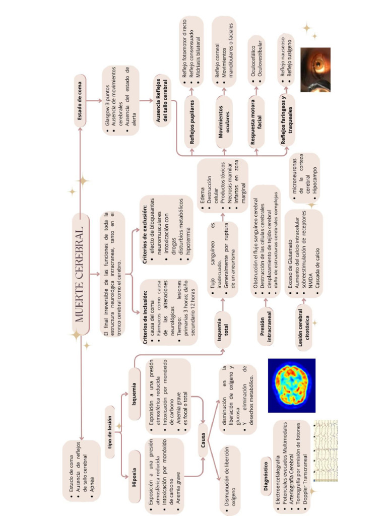 esquemas semana 3 Karla Bravo | PDF