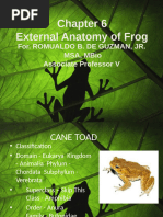 Toad External Anatomy Diagram | PDF | Vertebral Column | Vertebra