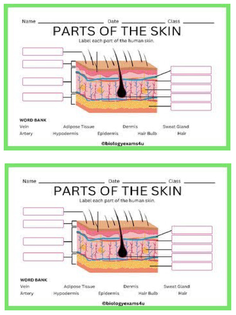 Parts of The Skin | PDF
