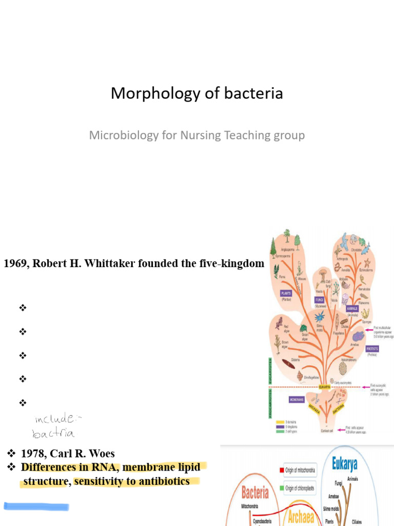 Lecture 2-Morphology of Bacteria | PDF | Bacteria | Gram Negative Bacteria