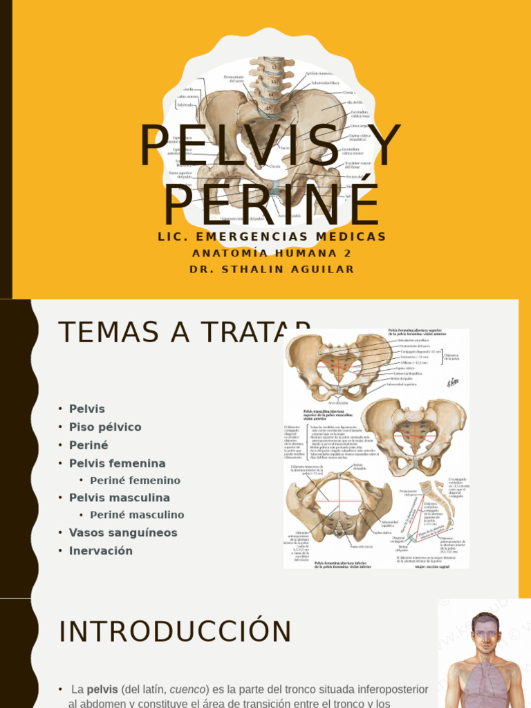 Pelvis y Perine EME 2024 | PDF | Pelvis | Sistema urinario