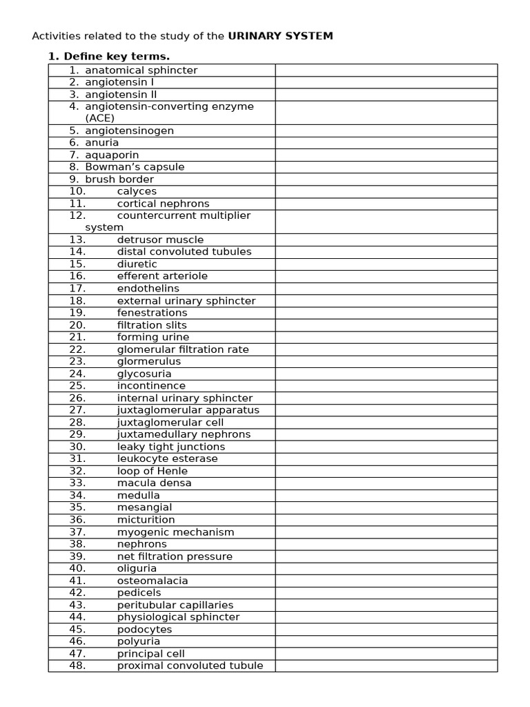 AP Activities RT The URINARY SYSTEM | PDF