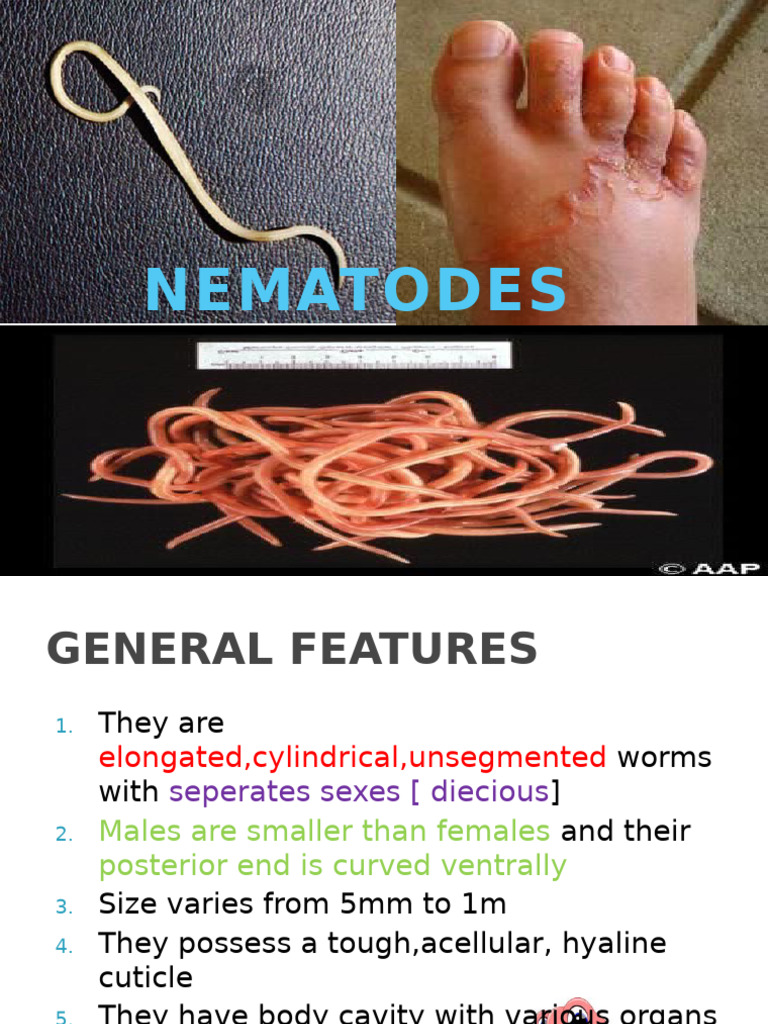 Nematodes | PDF | Nematode | Diseases And Disorders