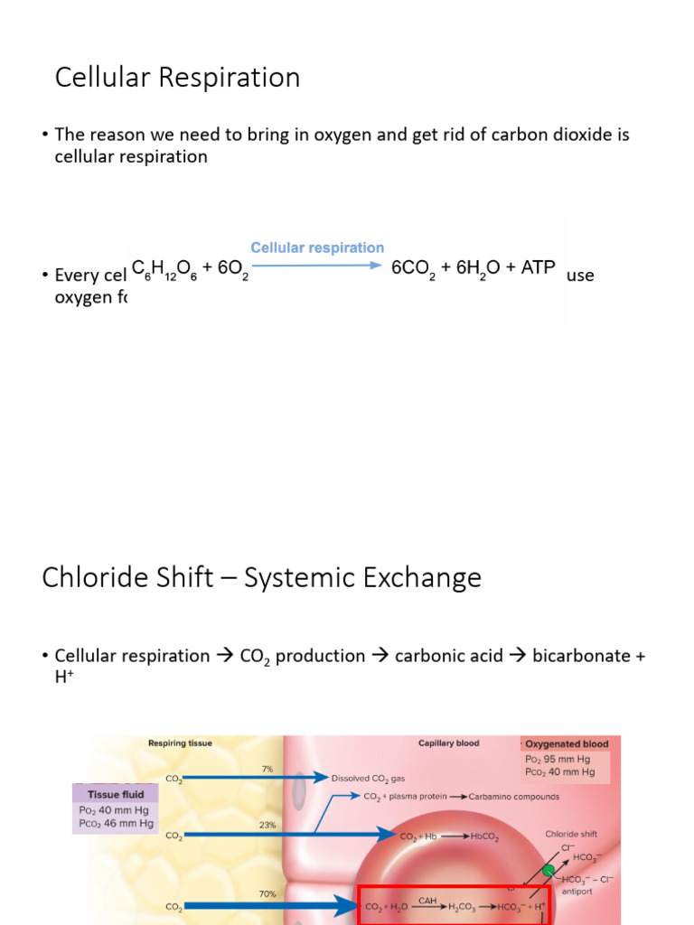 Chloride Shift, Reverse Chloride Shift, and Pulmonary Transit Time | PDF