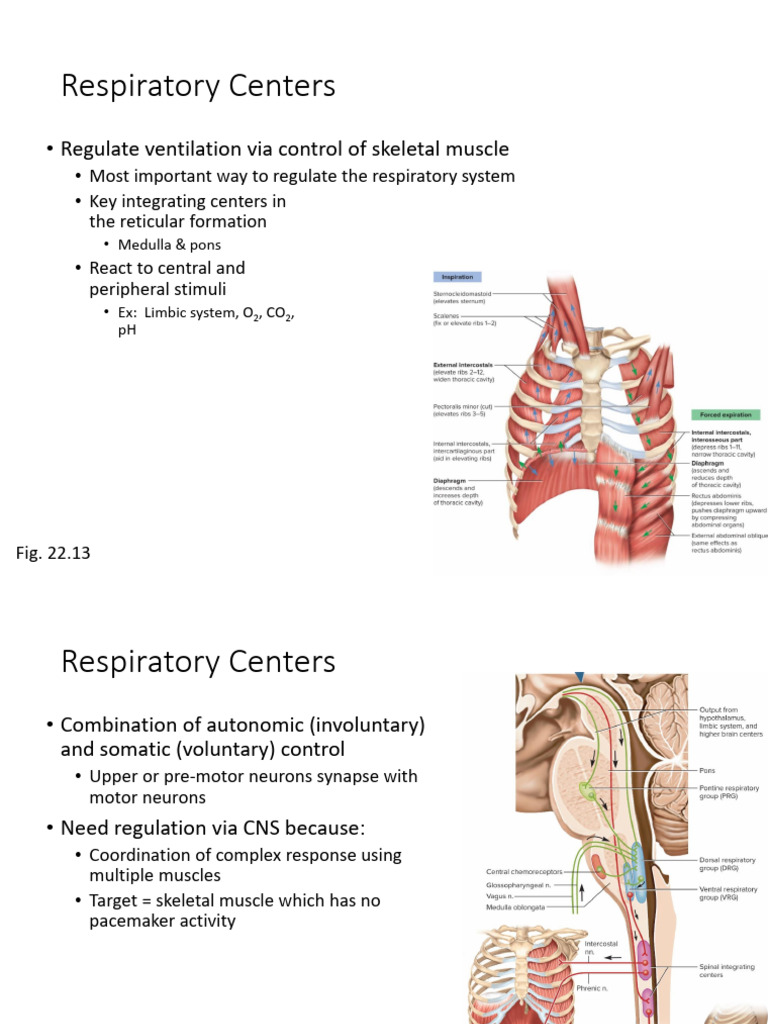 Respiratory Centers | PDF | Physiology | Brain