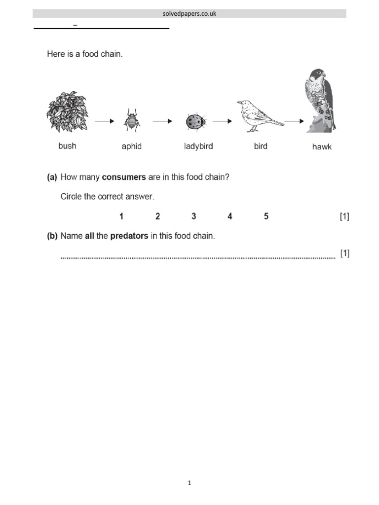 2022 17 Food Chains Checkpoint Primary Biology | PDF