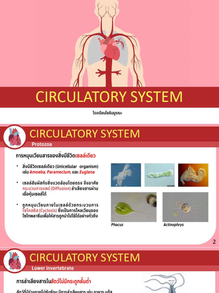 Circulatory System & Lymphatic System | PDF