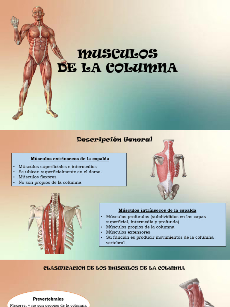 Musculos de La Columna | PDF | La columna vertebral | Vértebra